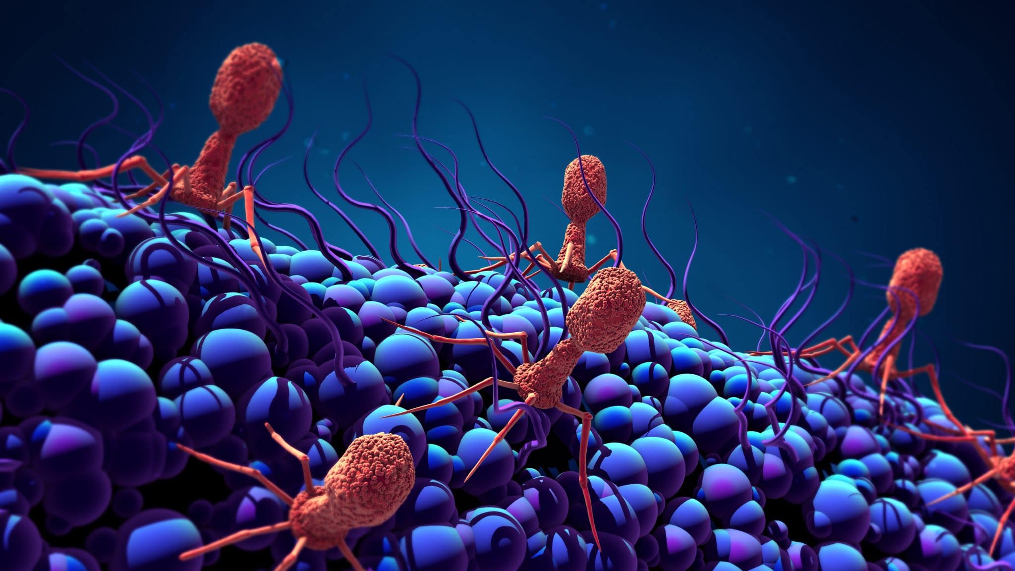 ¿Cómo se utilizan los bacteriófagos en medicina? - Unilabs CAREBIG